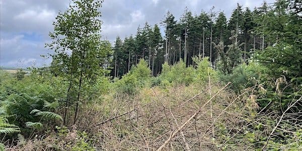 Small Conifer Removal To Encourage Natural Regeneration in Liskeard ...