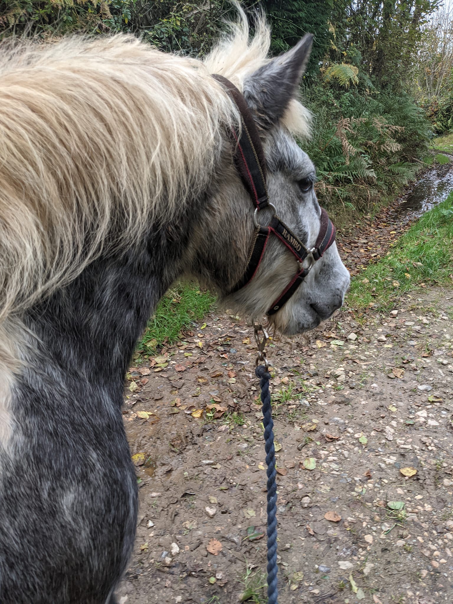 Volunteer Pony Care/Yard help | Volunteer Cornwall CRM